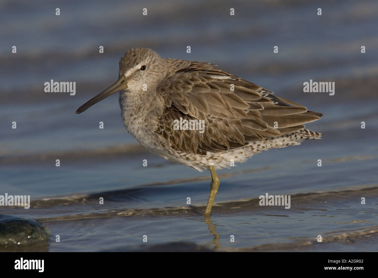 Short billed Dowitcher in shallow water Stock Photo - Alamy