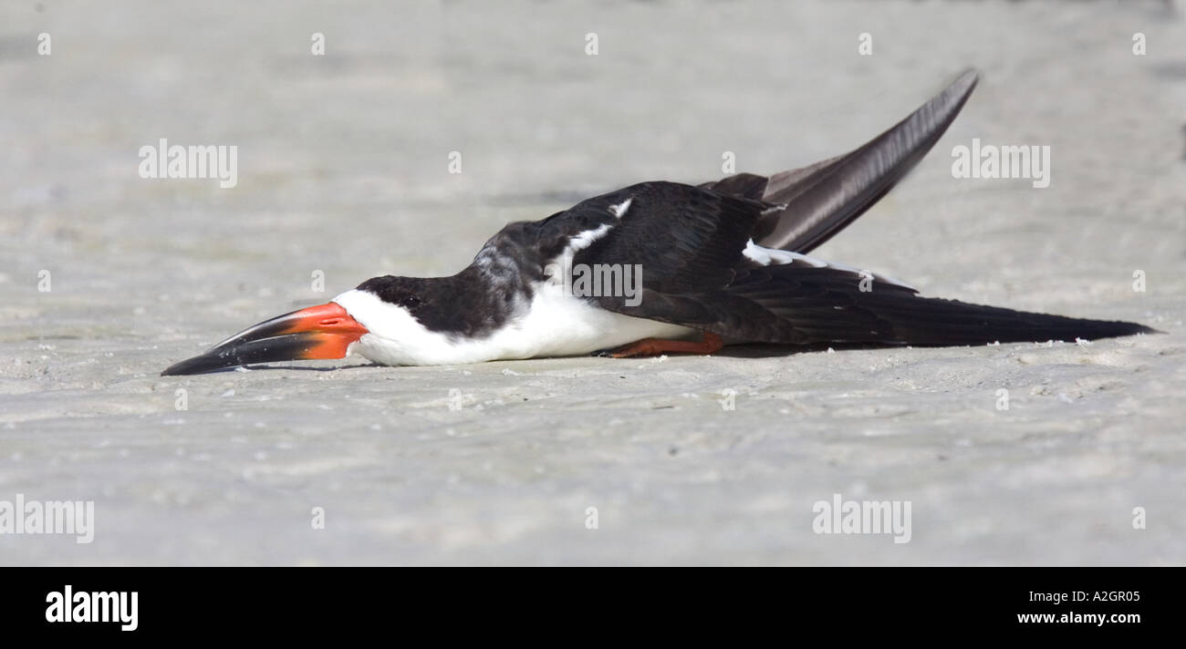 Black Skimmer resting flat out on a beach in Florida Stock Photo - Alamy