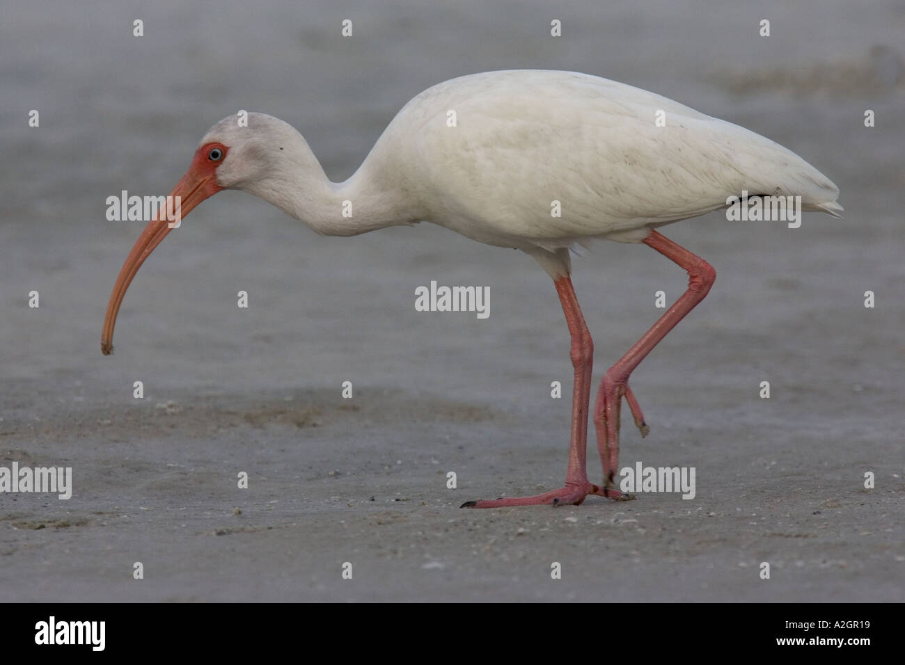 White Ibis looking for crabs on a beach in Florida Stock Photo - Alamy