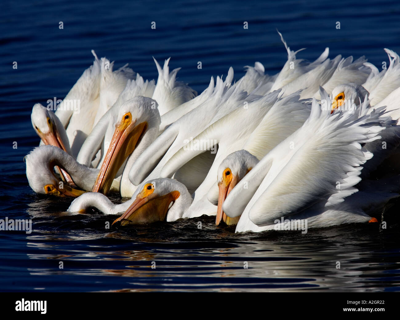 Pelicans feeding hi-res stock photography and images - Alamy