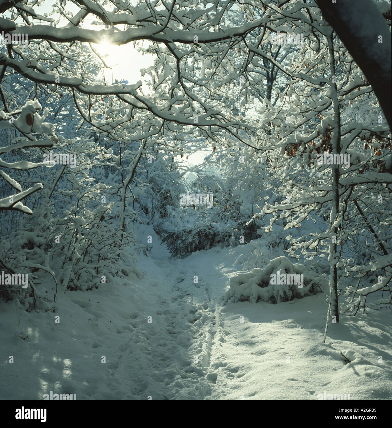 Glinting snow hi-res stock photography and images - Alamy