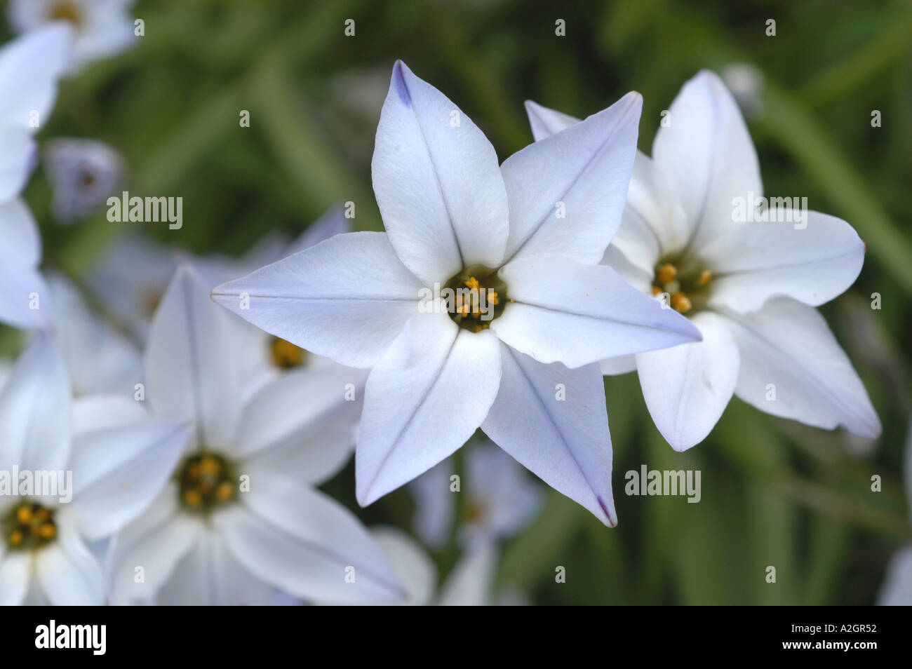 A flower of Ipheion uniflorum Stock Photo - Alamy