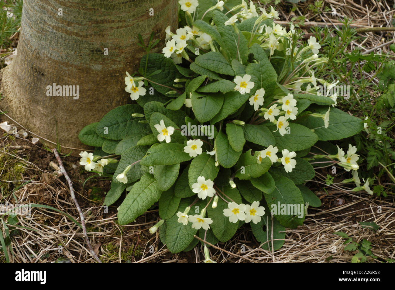 Primroses Primula vulgaris flowering in Devon woodland Stock Photo - Alamy