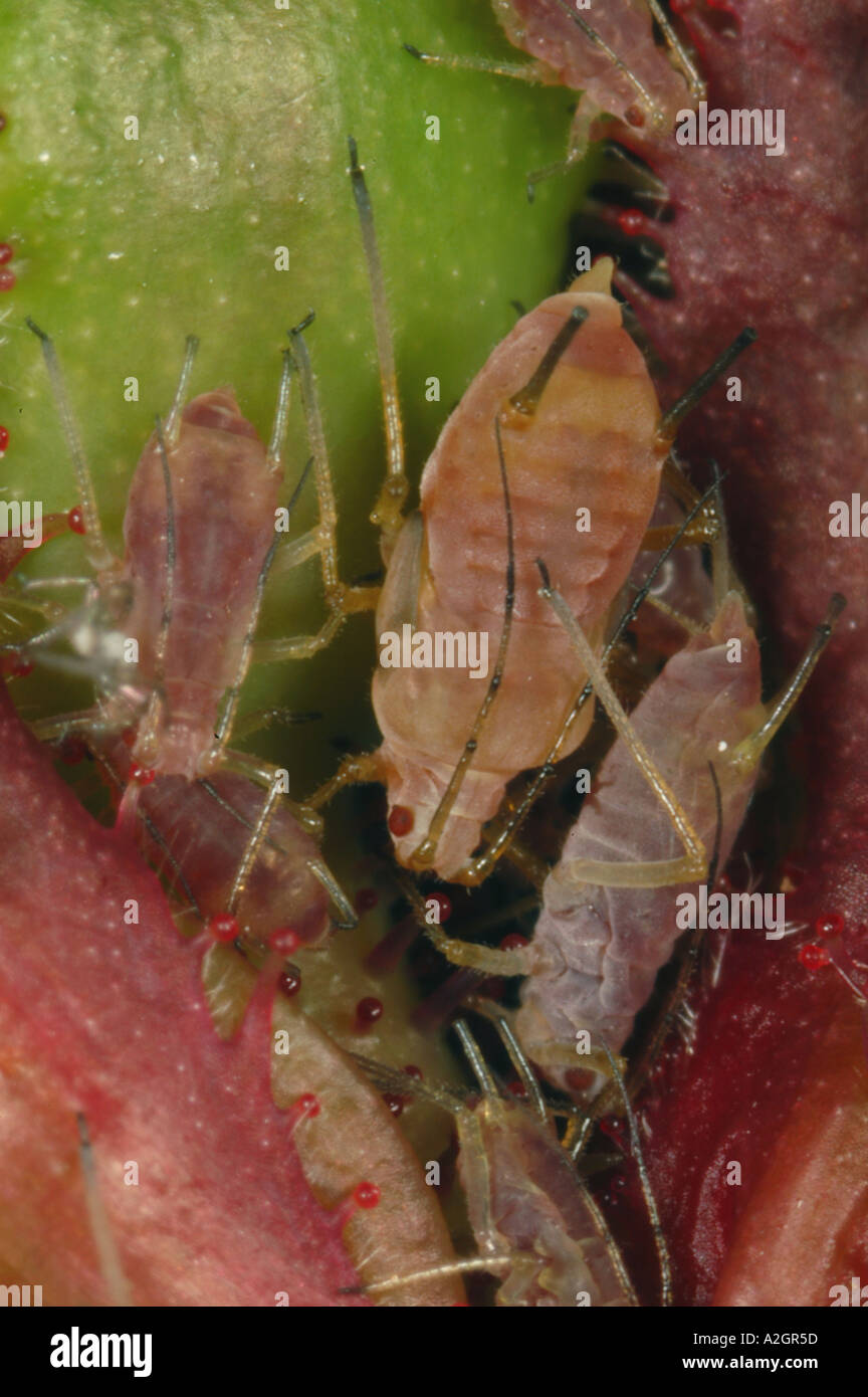 Rose aphids Macrosiphum rosae feeding on a rose flower bud Stock Photo ...