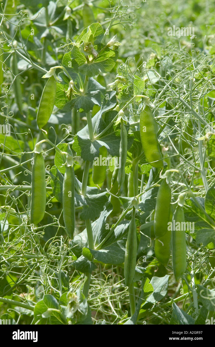 Pea crop in early pod with the plants backlit by afternoon sunshine in ...