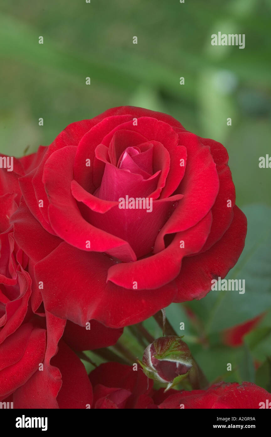 Rosa Glad Tidings a red rose bloom Stock Photo - Alamy