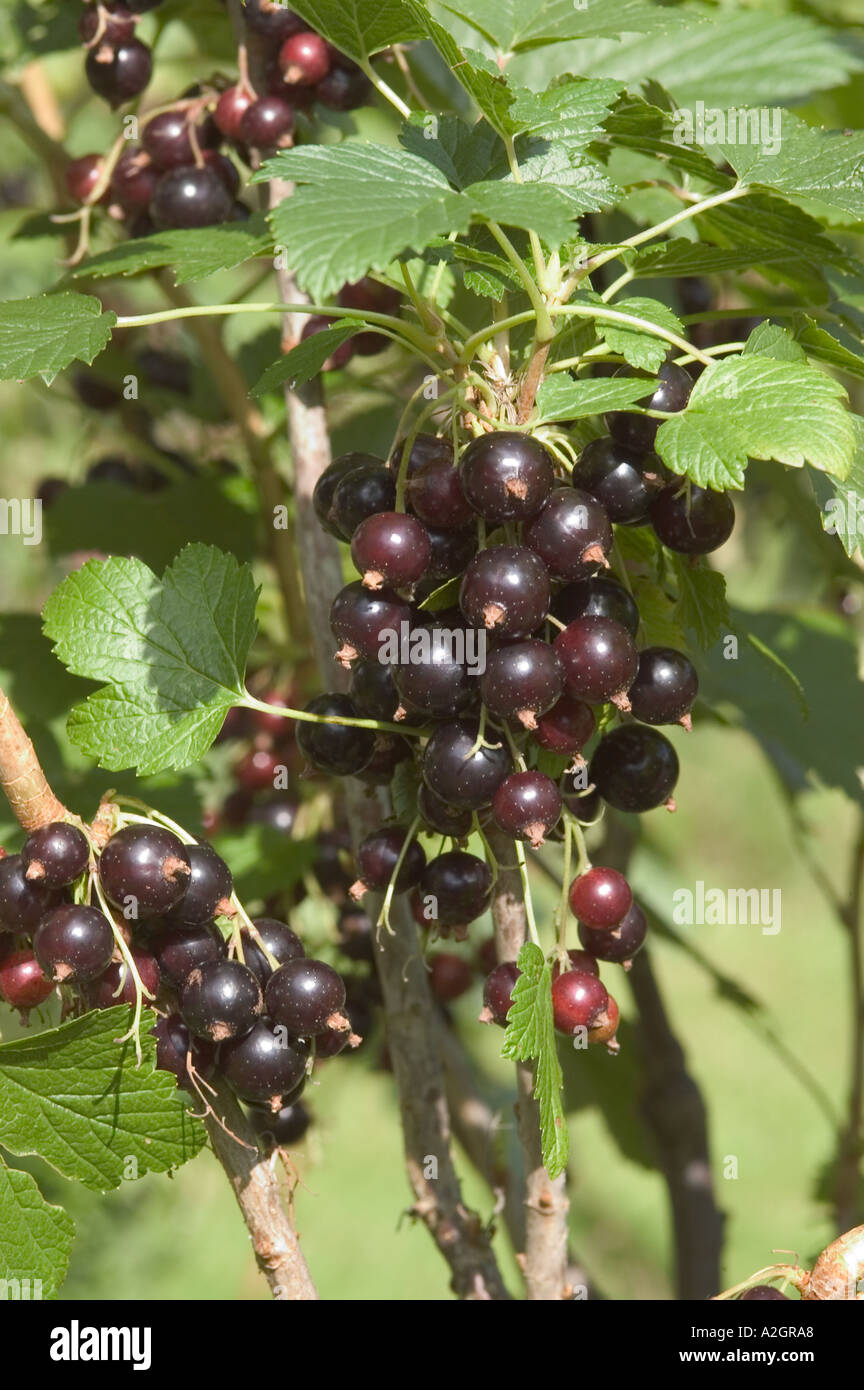 Ripe blackcurrant fruit Ribes nigrum on the bush Stock Photo - Alamy