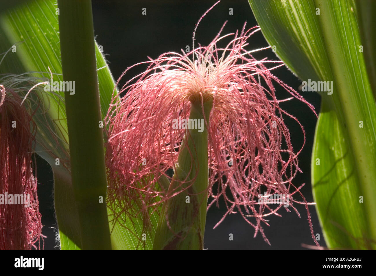 Corn tassel maize hi-res stock photography and images - Alamy