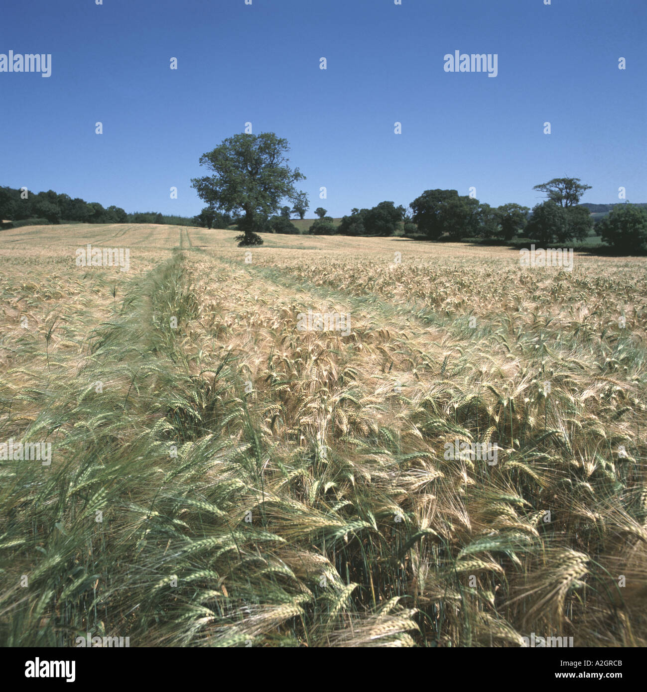 Barley crop hi-res stock photography and images - Alamy