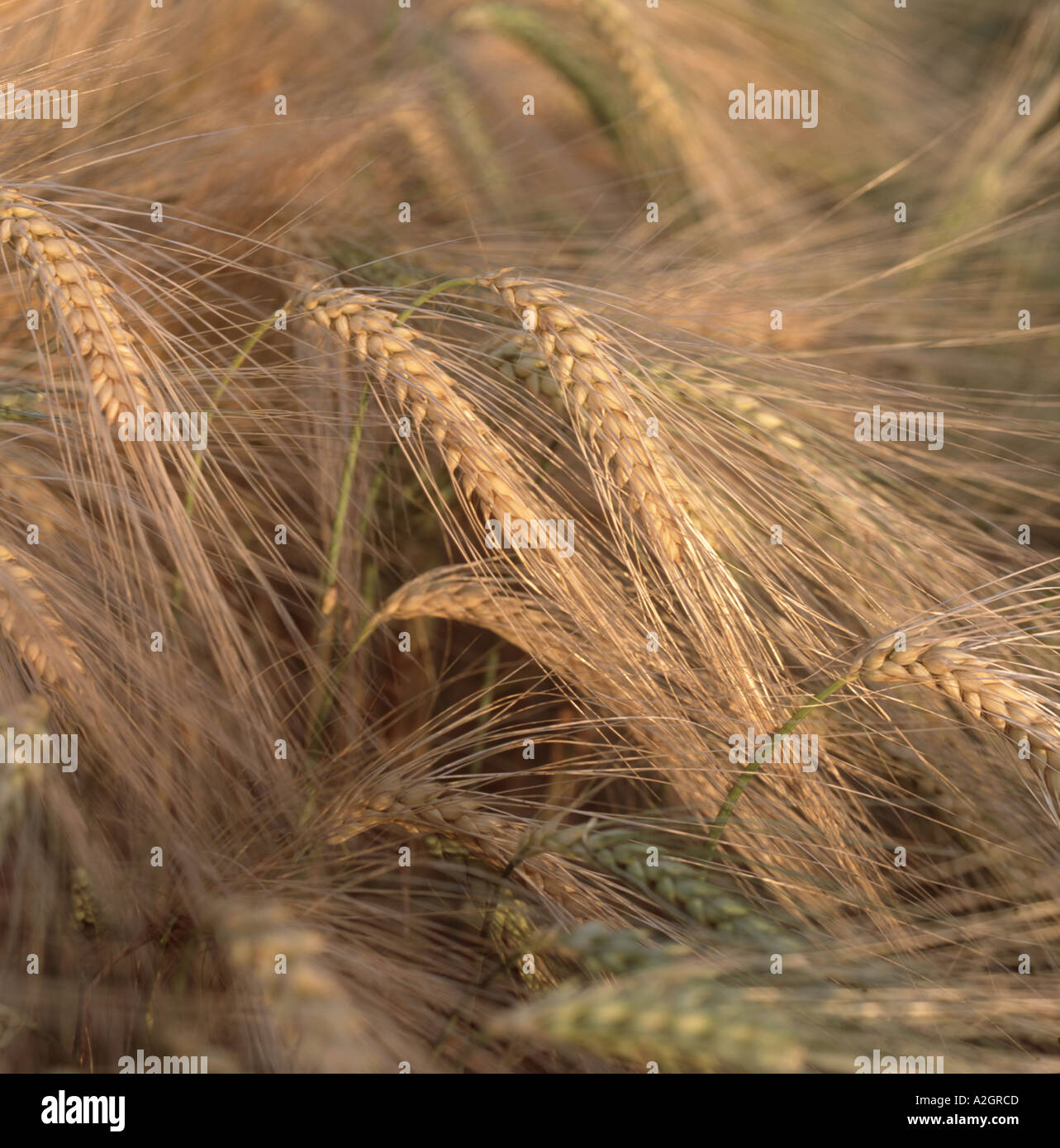 Ripening barley ears lit by the setting sun on a summer evening Stock ...