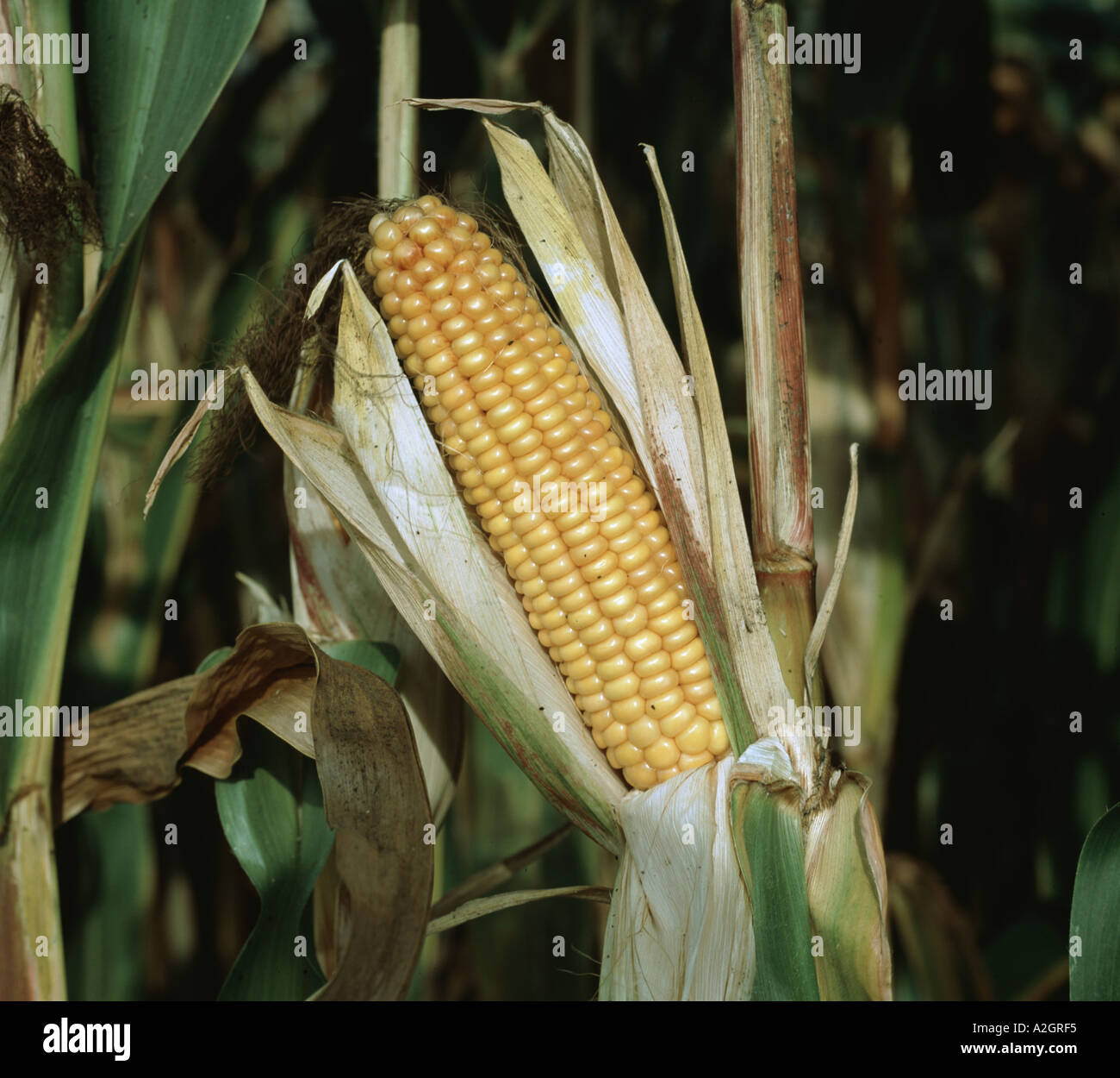 A cob of mature maize or corn Zea mays exposed to show grain just ...