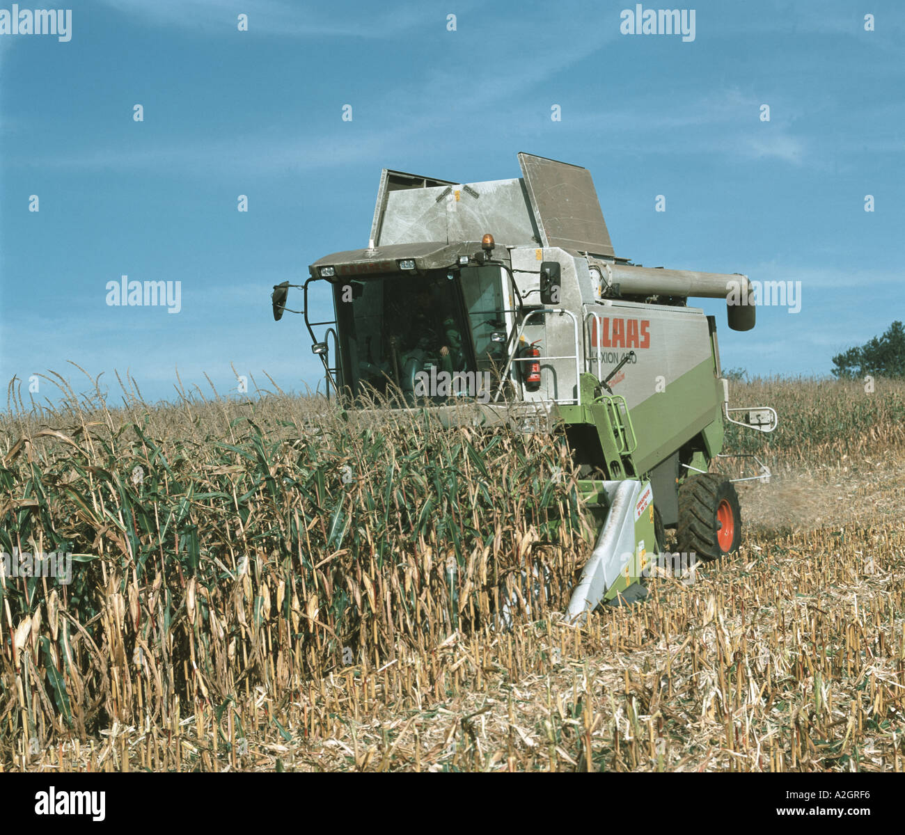 A Claas Lexion combine fitted with a Conspeed header combining a maize ...