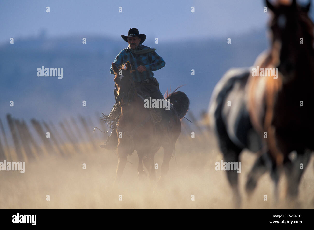 North America, USA, Oregon. Cowboy riding horse Stock Photo - Alamy