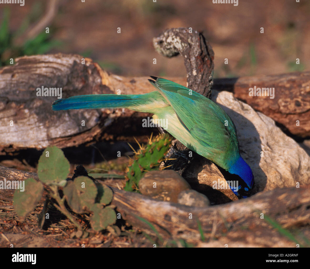 N.A., USA, Texas, South Texas Green Jay - Perisoreus canadensis Stock ...