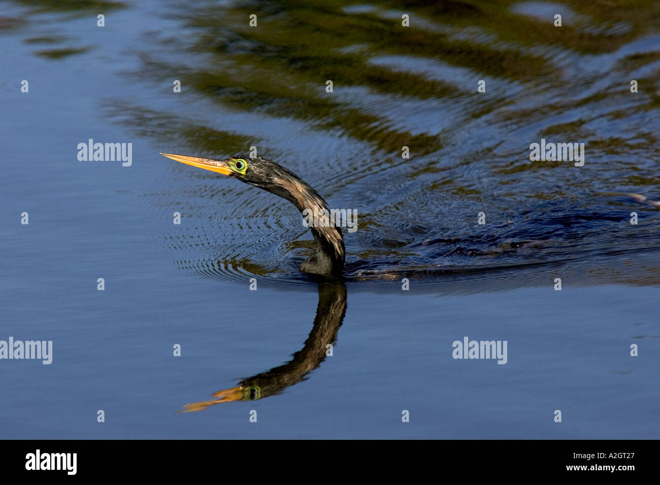 Anhinga swimming along water showing reflection of head and neck Stock ...