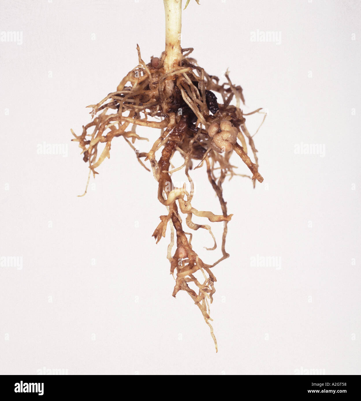 Stubby root nematode trichodorus spp hi-res stock photography and ...