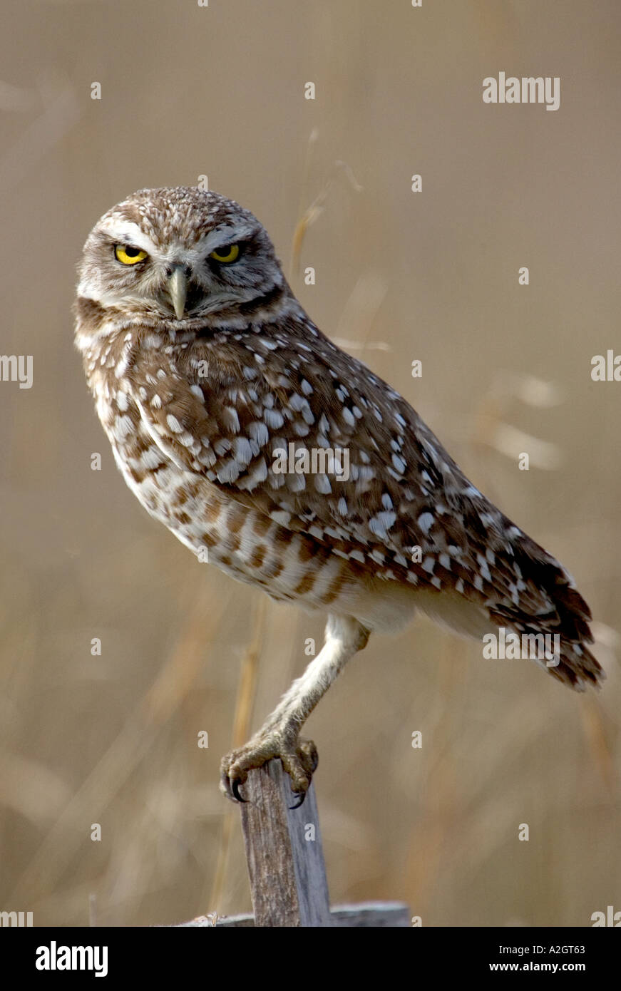 Burrowing owl florida hi-res stock photography and images - Alamy