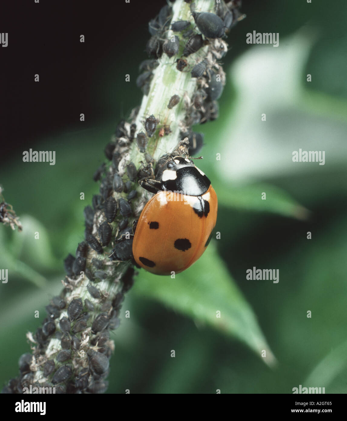 Ladybug eating aphids hi-res stock photography and images - Alamy