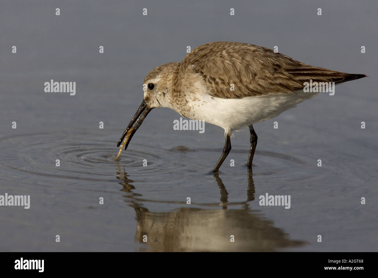 American dunlin hi-res stock photography and images - Alamy