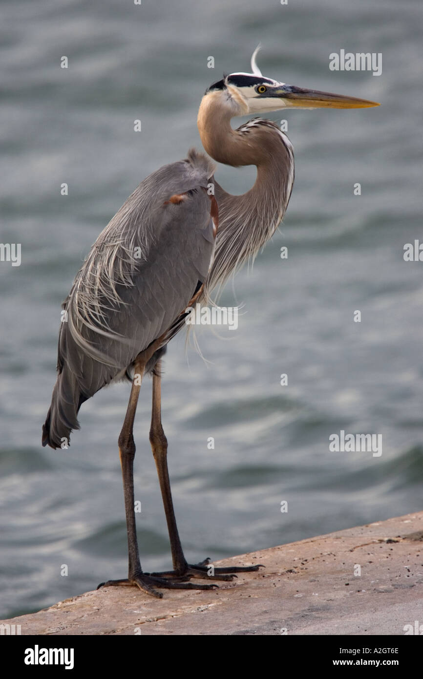 Great Blue Heron standing on sea wall,Florida, USA Stock Photo - Alamy