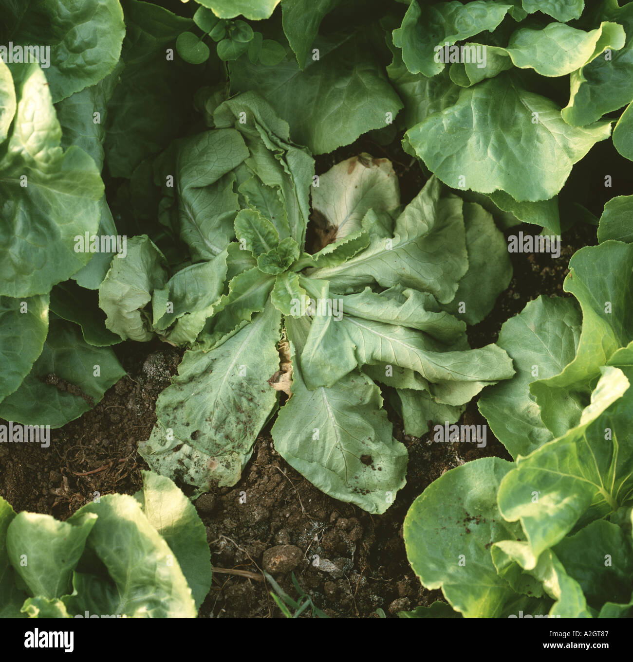 Sclerotinia rot Sclerotinia sclerotiorum affected lettuce plant under ...