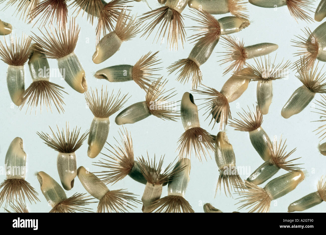 Centaurea Cyanus Seeds