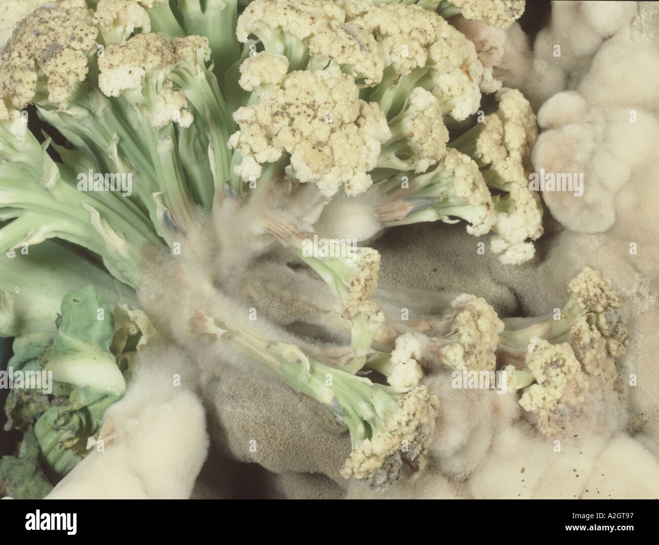Grey mould Botrytis cinerea developing on cauliflower after harvest ...