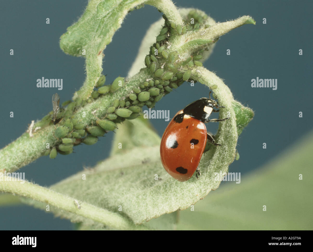 Seven spot ladybird (Coccinella septempunctata) feeding on apple aphids ...