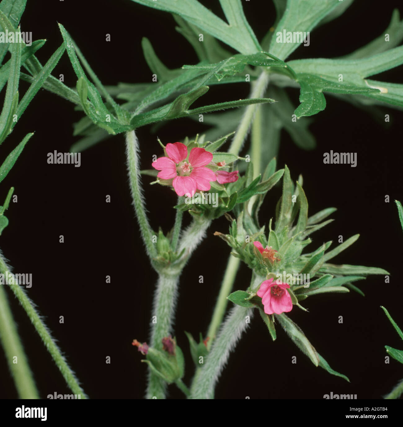 Cut leaved cranesbill Geranium dissectum flowering plant Stock Photo ...