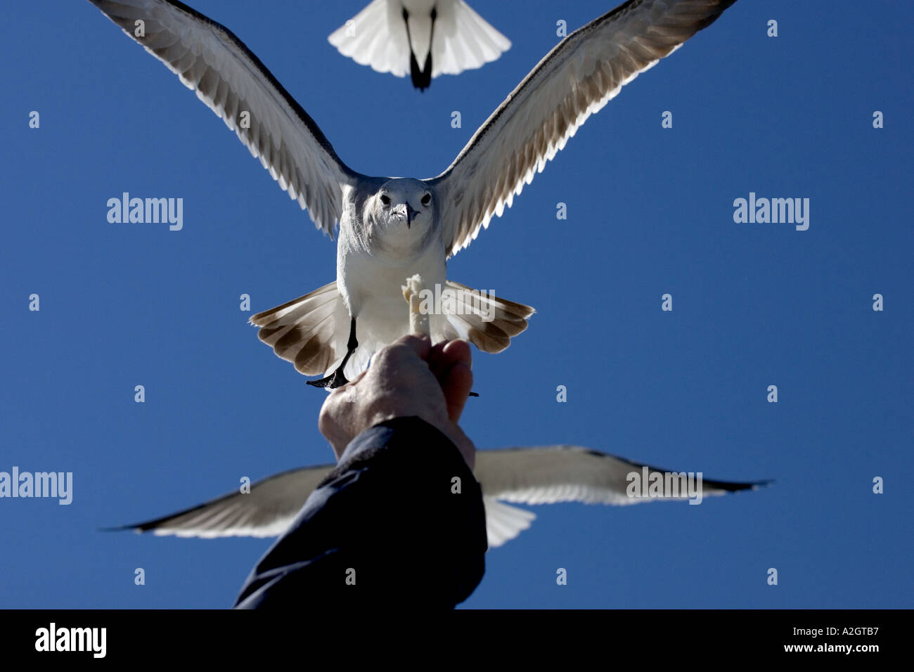 Florida gulls in flight hi-res stock photography and images - Alamy