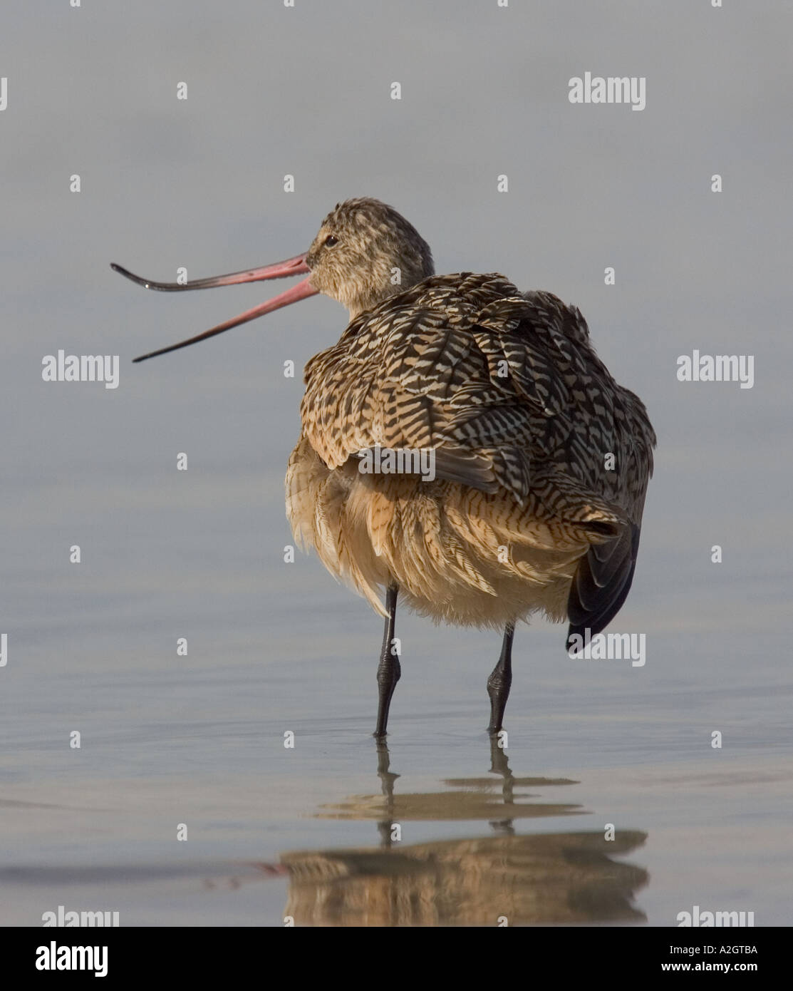 Godwit preening hi-res stock photography and images - Alamy