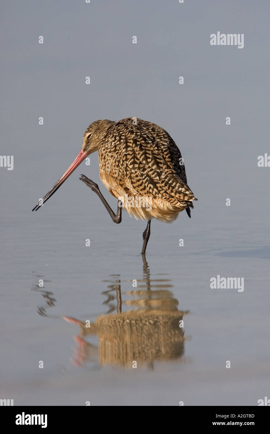 Godwit preening hi-res stock photography and images - Alamy