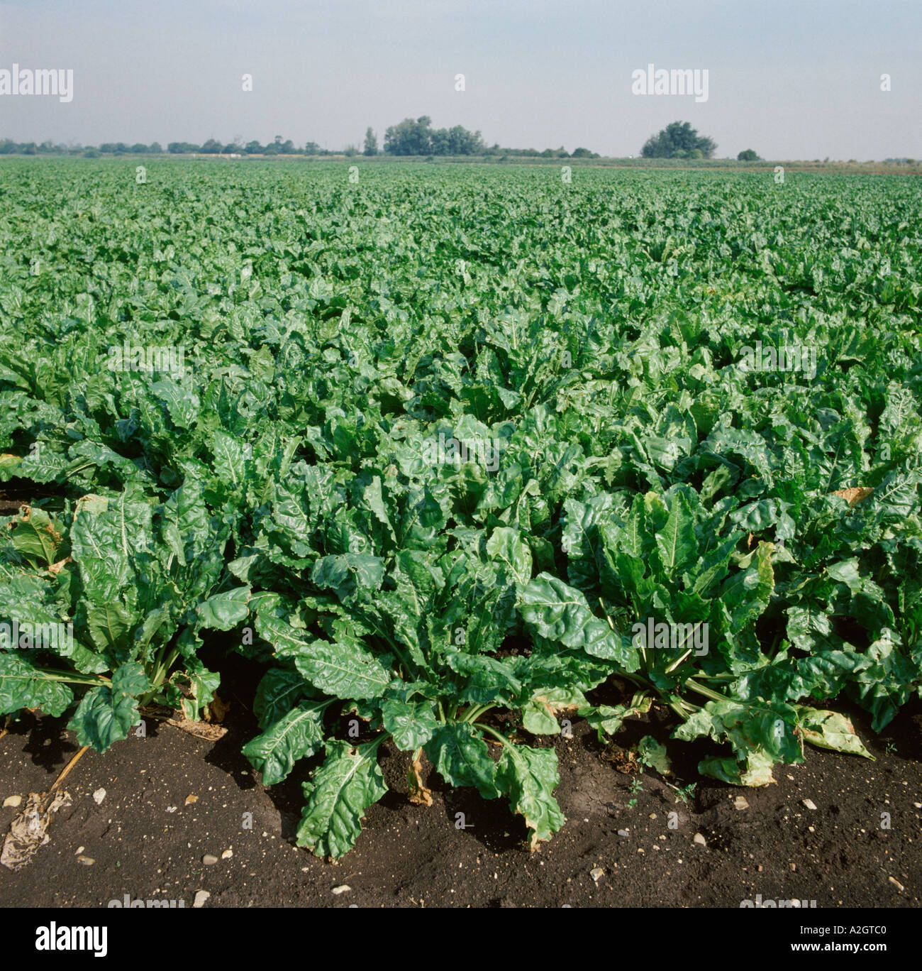 Mature sugar beet field hi-res stock photography and images - Alamy