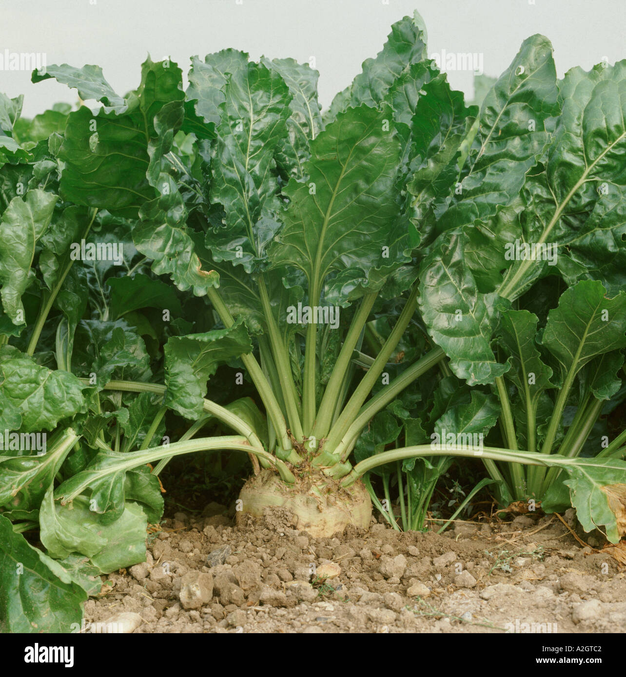 Mature sugar beet Beta vulgaris plant in soil Stock Photo - Alamy