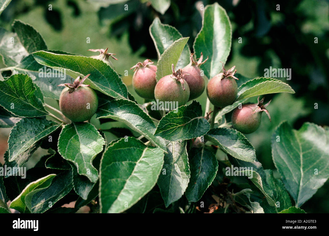 Young apple hi-res stock photography and images - Alamy