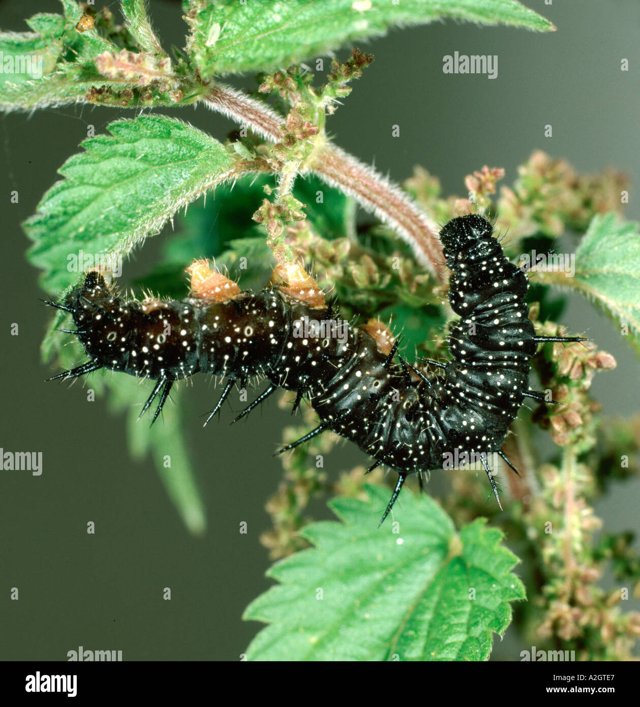 Caterpillar nettle hi-res stock photography and images - Alamy