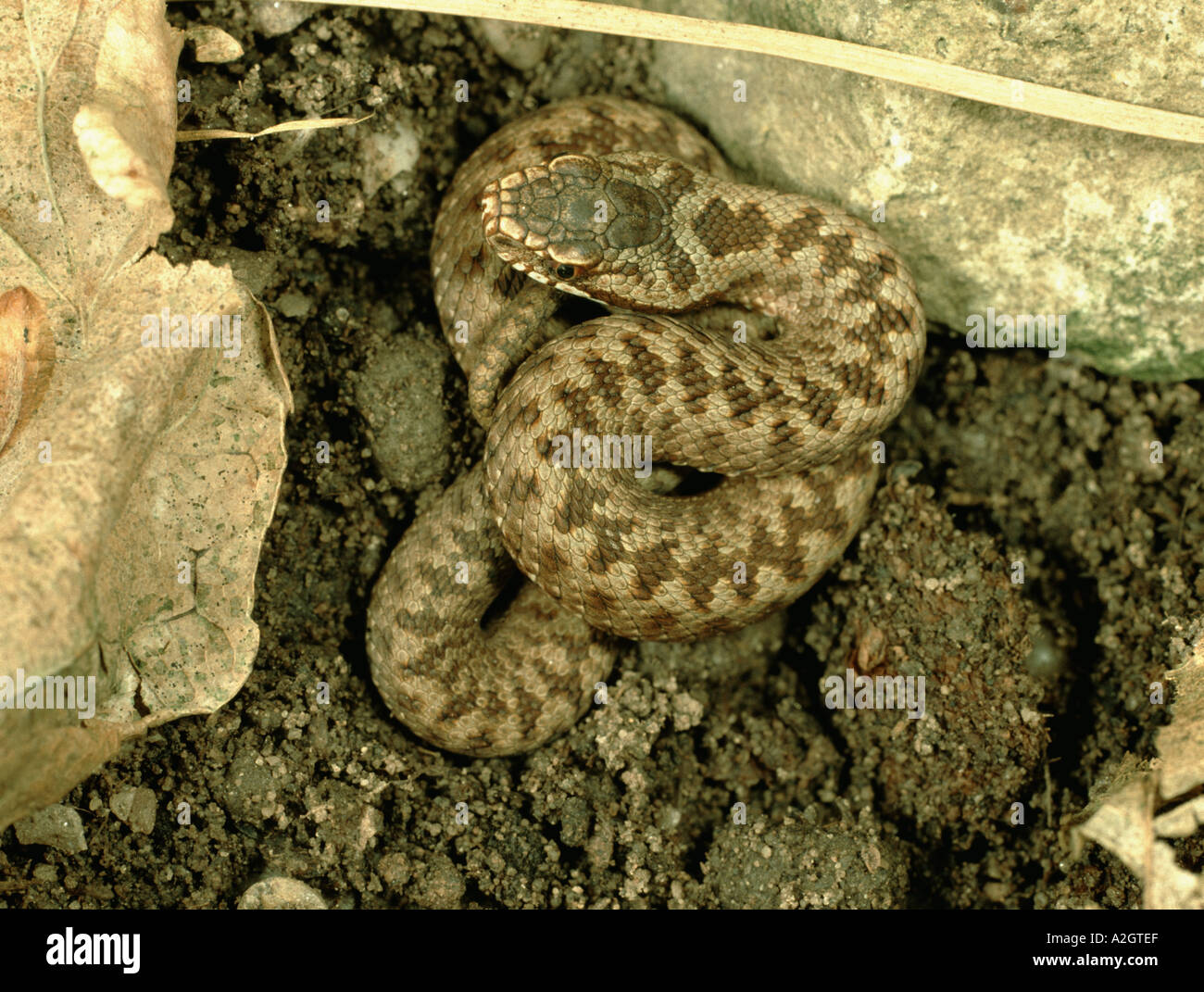 Baby adder hi-res stock photography and images - Alamy