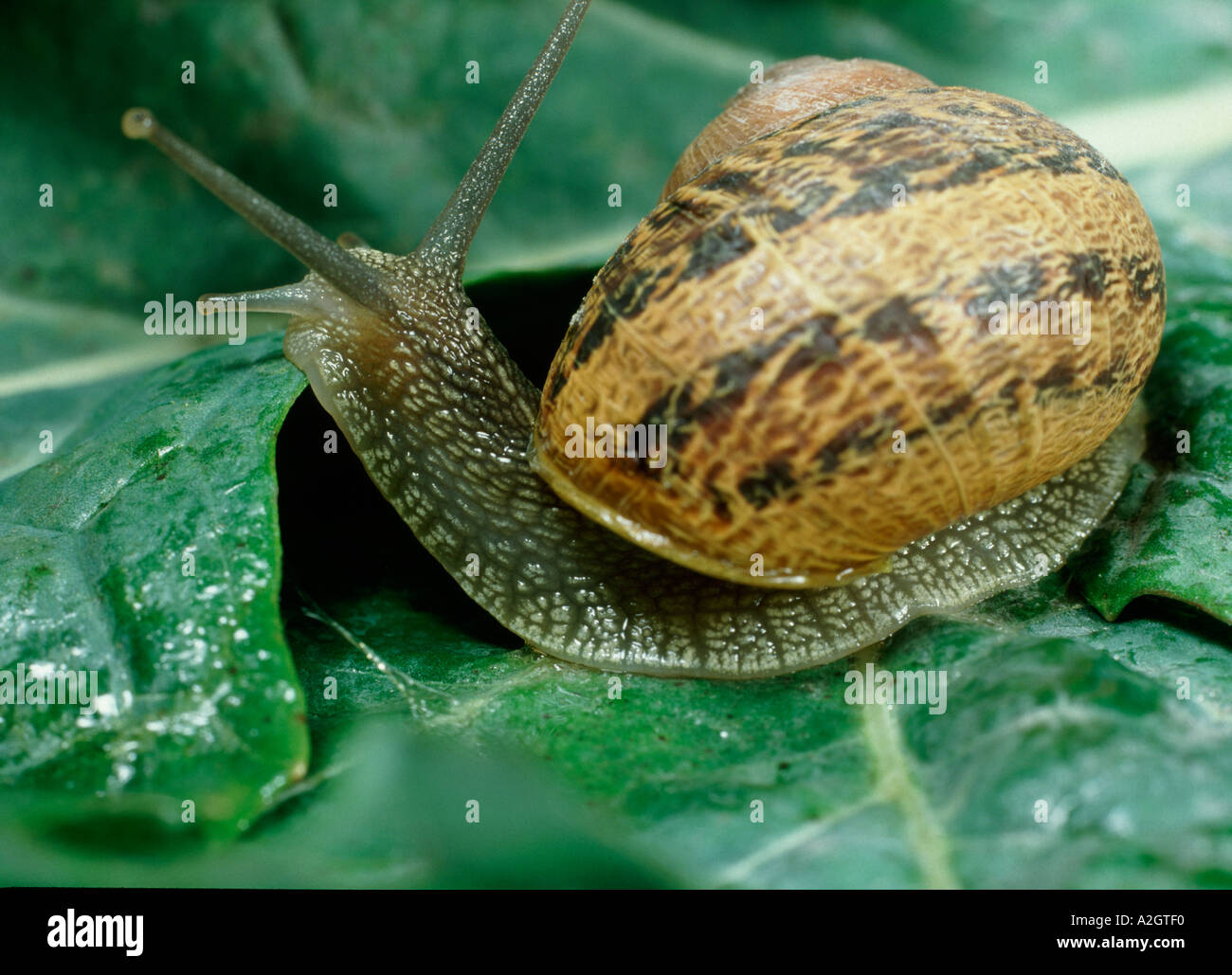 Garden snail leaf cornu aspersum hi-res stock photography and images ...