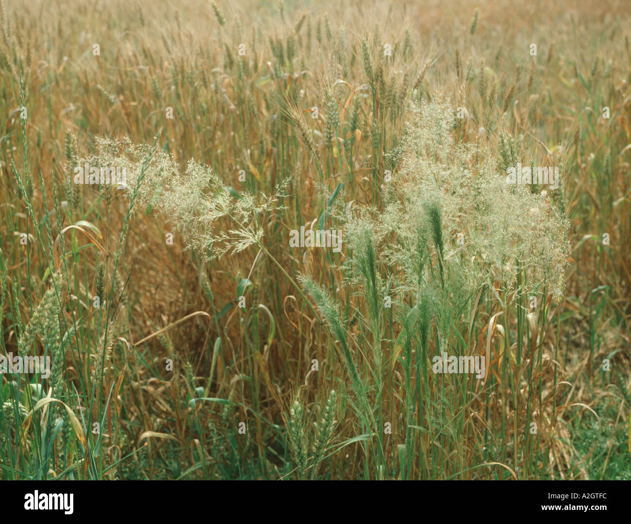 Loose silky bent (Apera spica-venti) and other grasses in a bearded ...