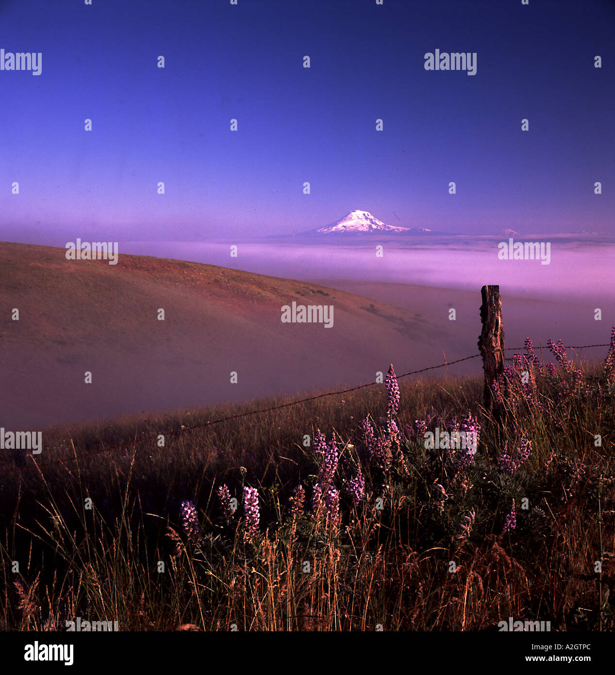 Early morning spring fog, Centerville valley, Washington, SE of Mt ...