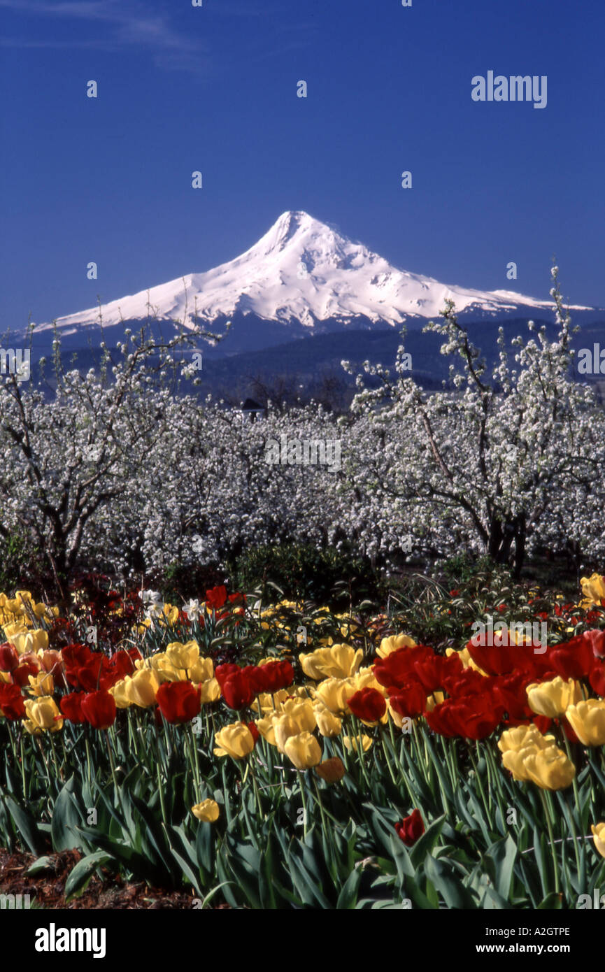 Hood River Valley spring blossom and tulips with Mt Hood Stock Photo ...