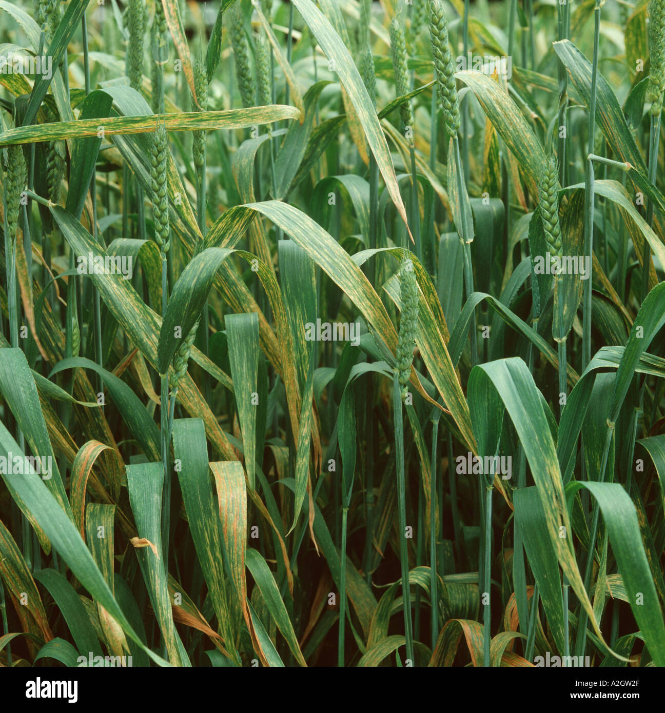 Cereal rust hi-res stock photography and images - Alamy