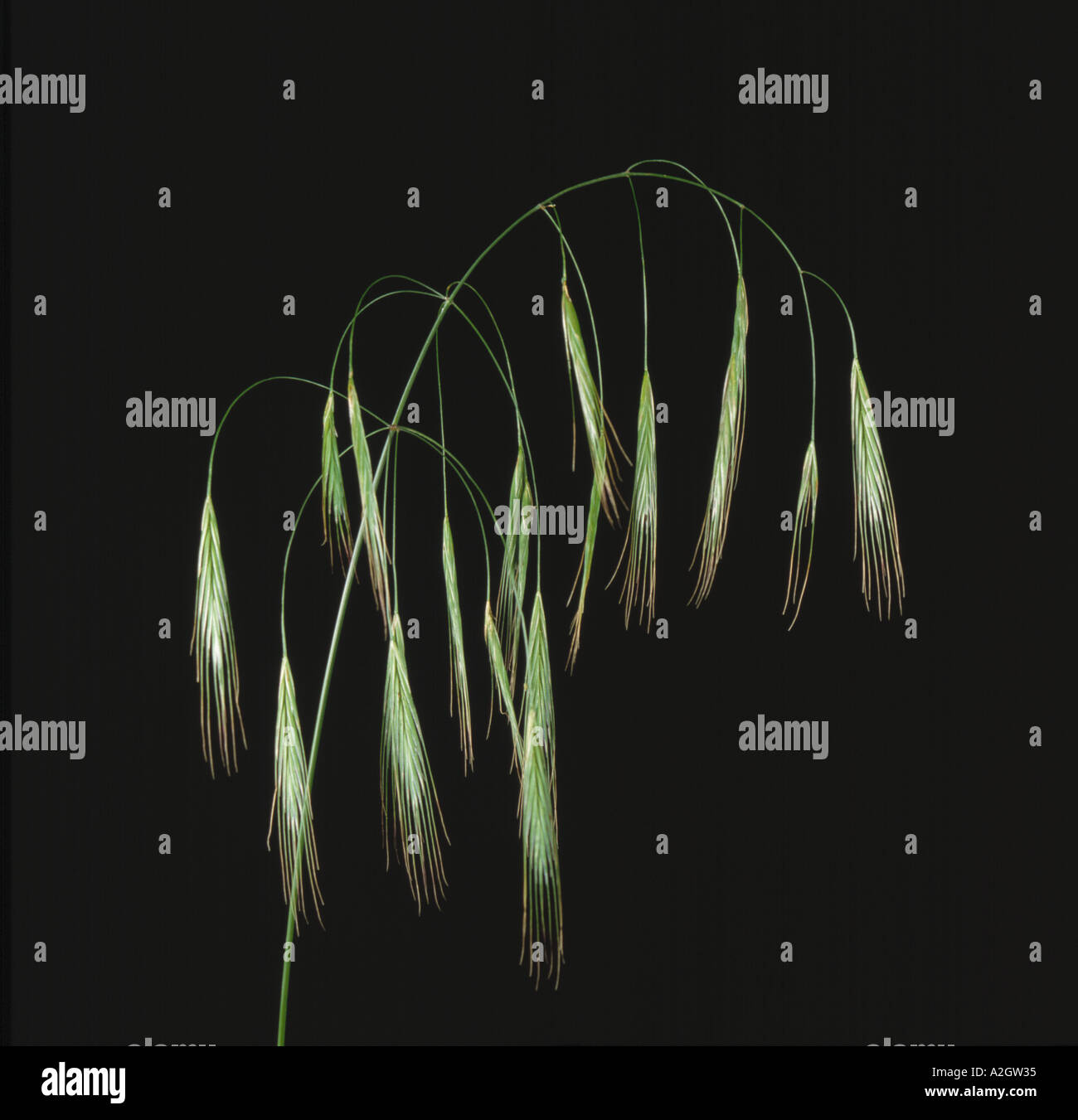 Barren brome Bromus sterilis panicle Stock Photo - Alamy
