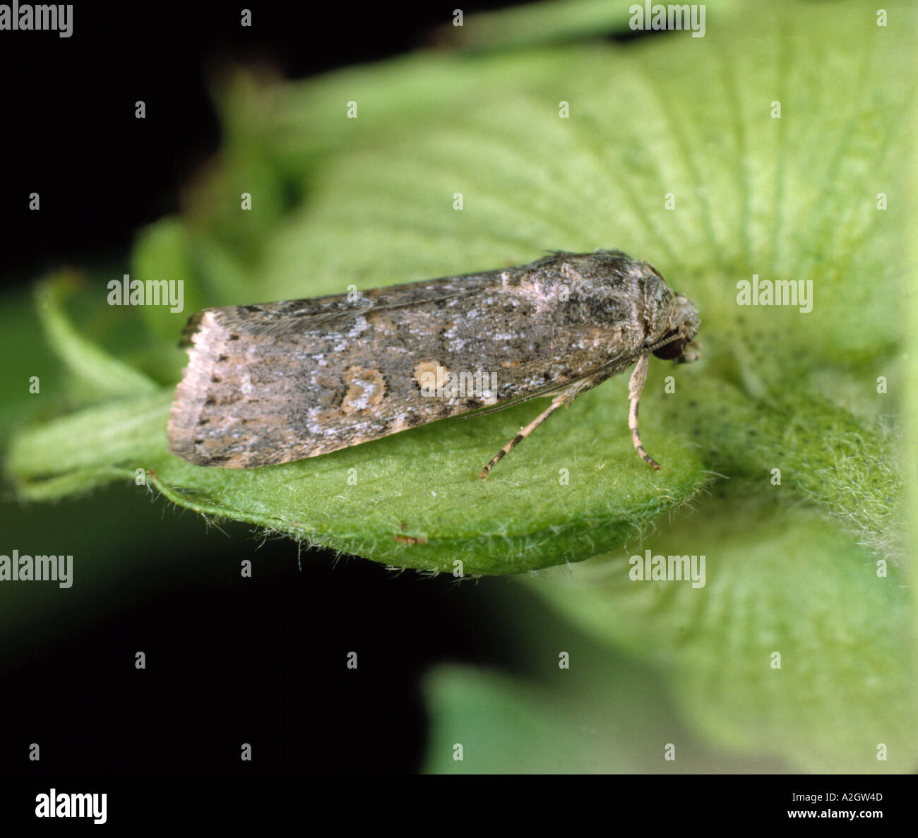 Lesser armyworm Spodoptera exigua moth a ubiquitous crop pest on cotton ...