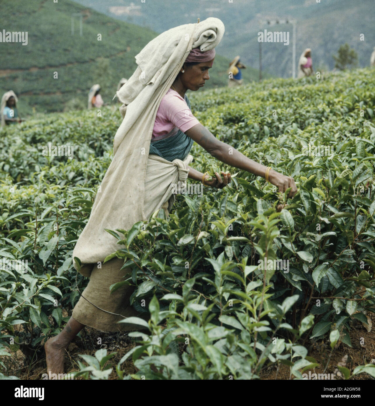 Female worker picking tea on plantation in Coimbatore Kerala Southern ...