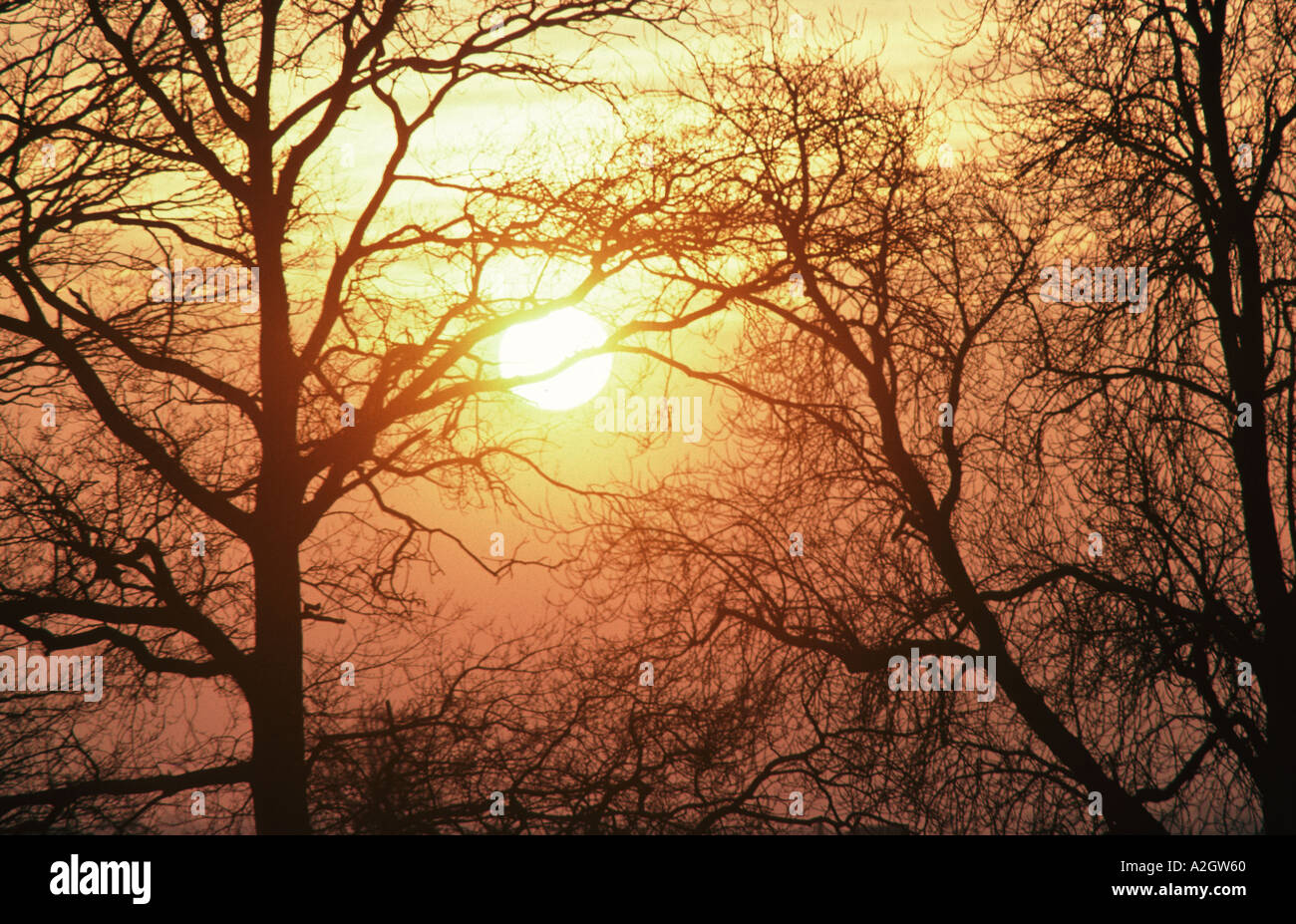 Leafless oak trees hi-res stock photography and images - Alamy