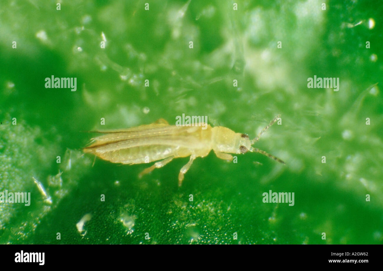 Thrips cotton hi-res stock photography and images - Alamy