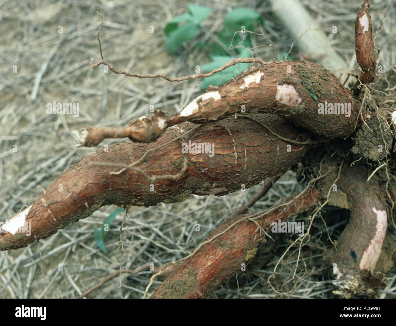 A harvested cassava root Manihot esculenta also known as manio tapioca ...