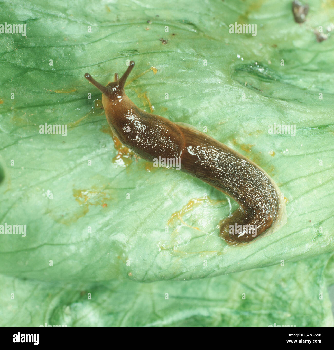 Slug pest damage garden hi-res stock photography and images - Alamy