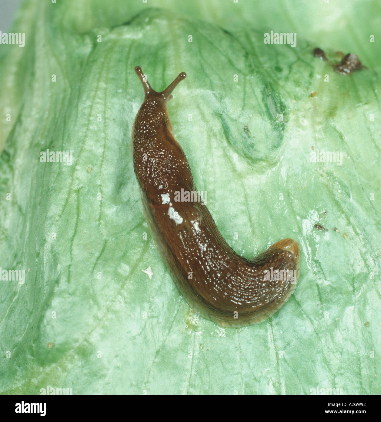 A slug Arion sp. on a lettuce leaf Stock Photo - Alamy
